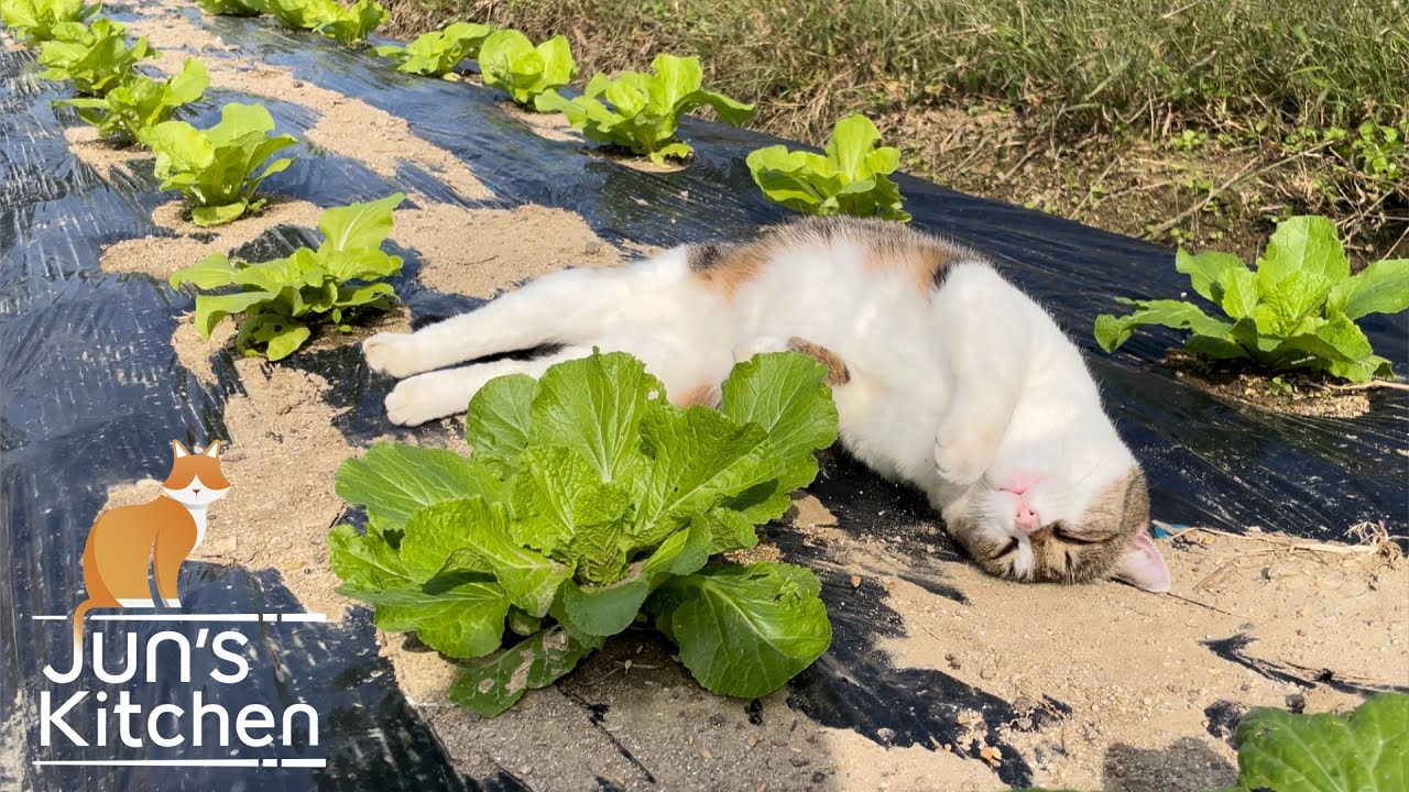 【JunsKitchen】Organic vegetable garden in Japan : YouTuberコメ速報