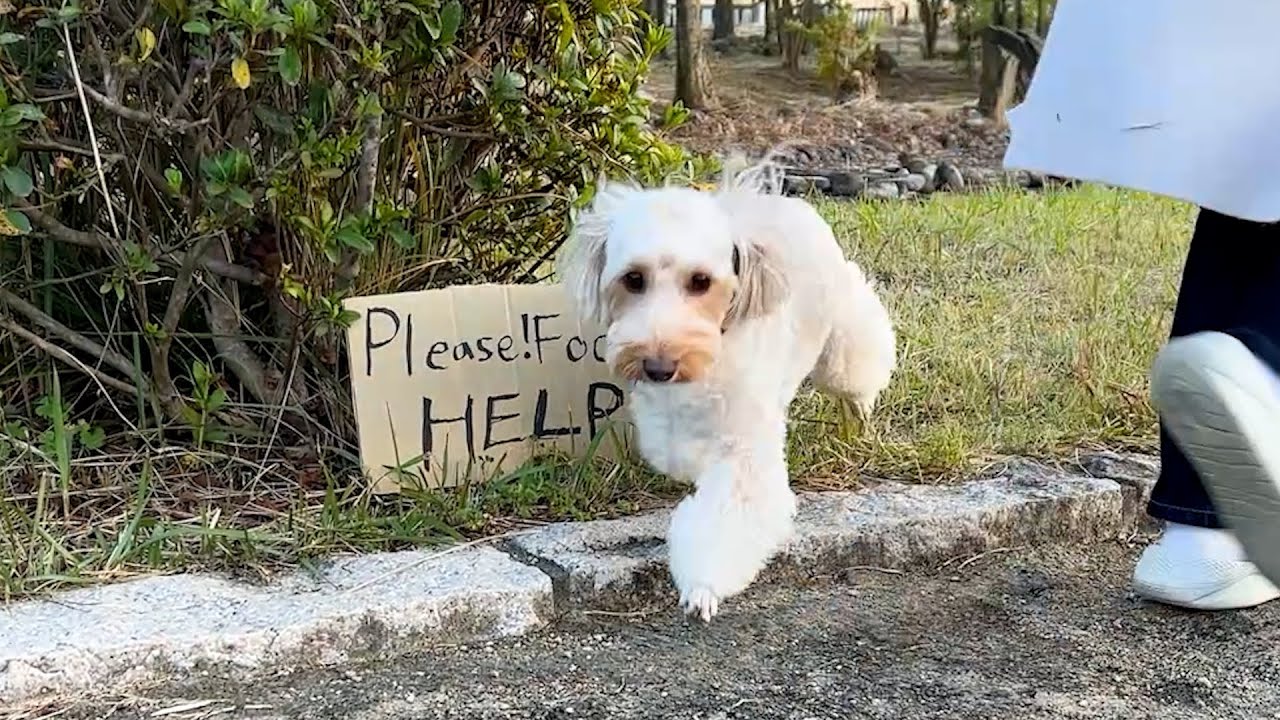 【キッズライン】Do you run fast？ : YouTuberコメ速報