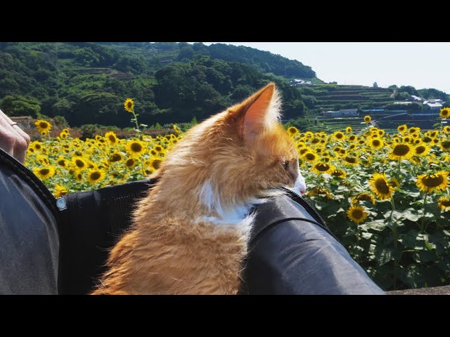 【JunsKitchen】Picnic with my cat （shaved ice ＆ lemonade） : YouTuberコメ速報