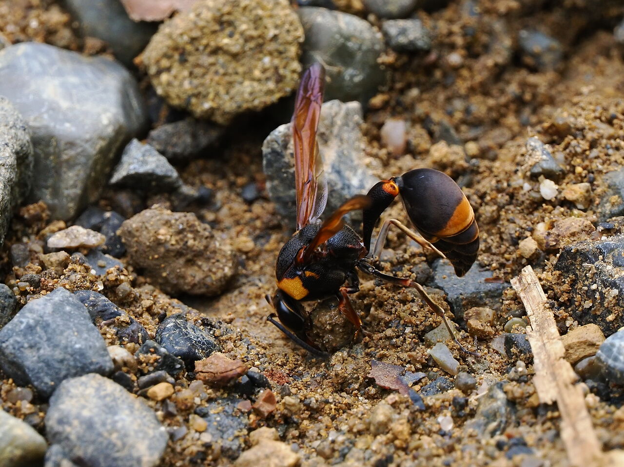 スズバチ : 花鳥風枝「昆虫」