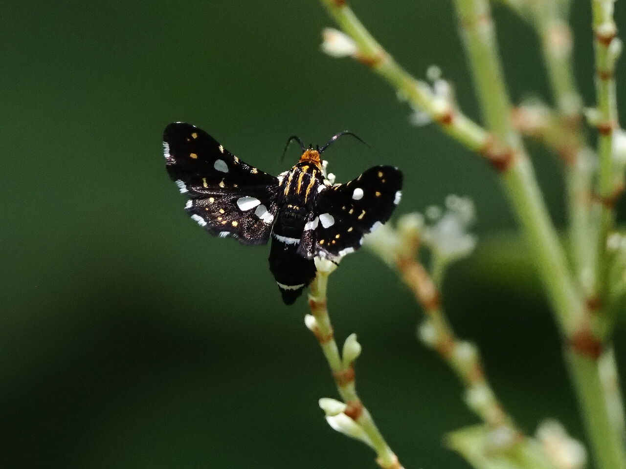 マドガ亜科 : 花鳥風枝「昆虫」