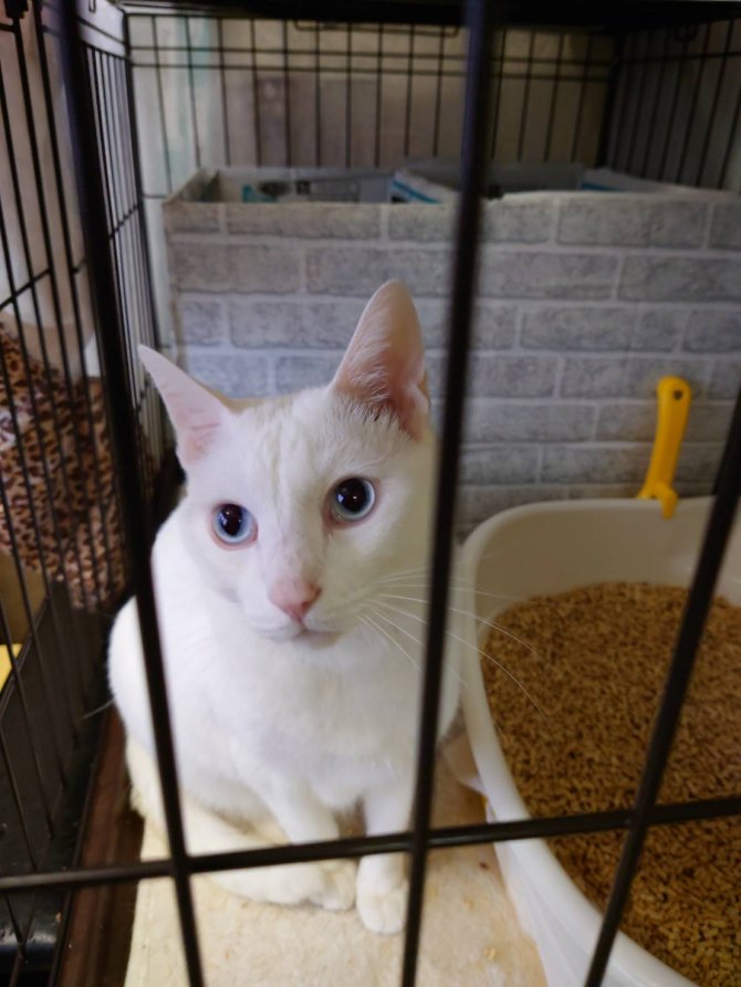 Boston GP 響板ニス塗り3回目と、ヤマハU3Aバットフレンジ交換修理 : 猫好き調律師、杉本由紀（すぎもとよしのり）おやじのつぶやき