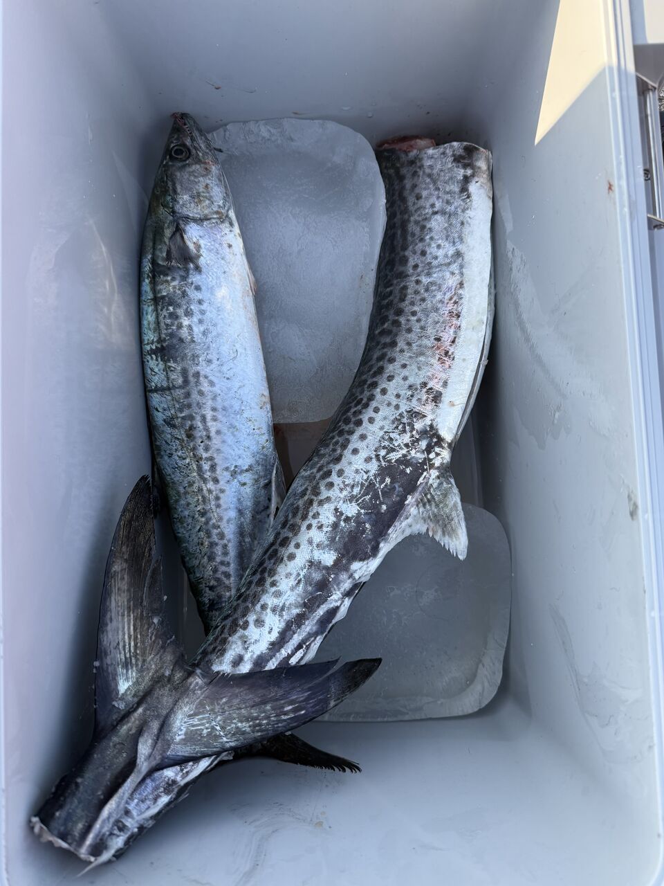 堺出島漁港 夢フィッシング お知らせ、釣果情報 : 12月2日（火）の釣果