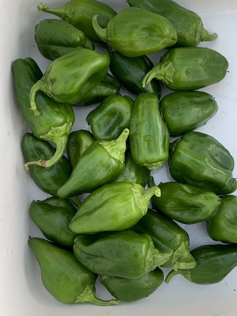 ゆうなお菜園:10月①