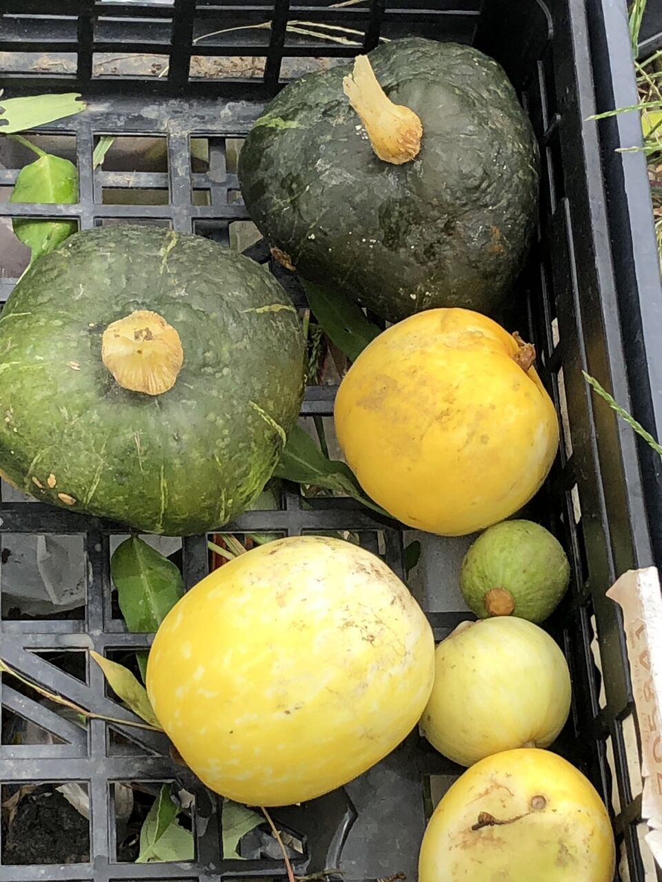 ゆうなお菜園:10月①