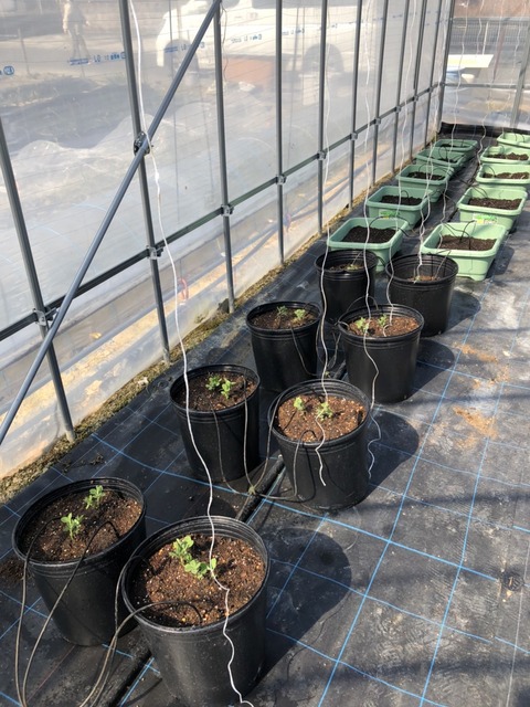 ゆうなお菜園:2月25日 羽曳野ビニールハウス