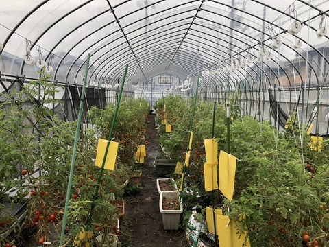 ゆうなお菜園:10月①