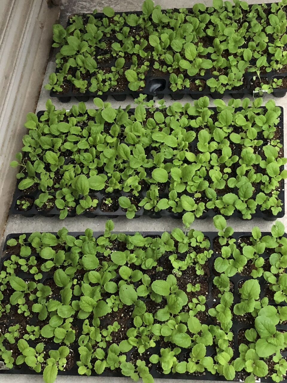 ゆうなお菜園:10月①