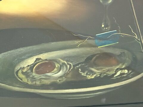 【美術】サルヴァドール・ダリ／『崇高な瞬間』 Salvador Dali/The Sublime Moment : Zauberblog