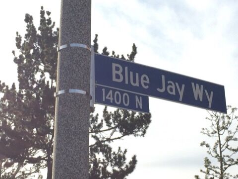 Blue Jay Way : Zauberblog