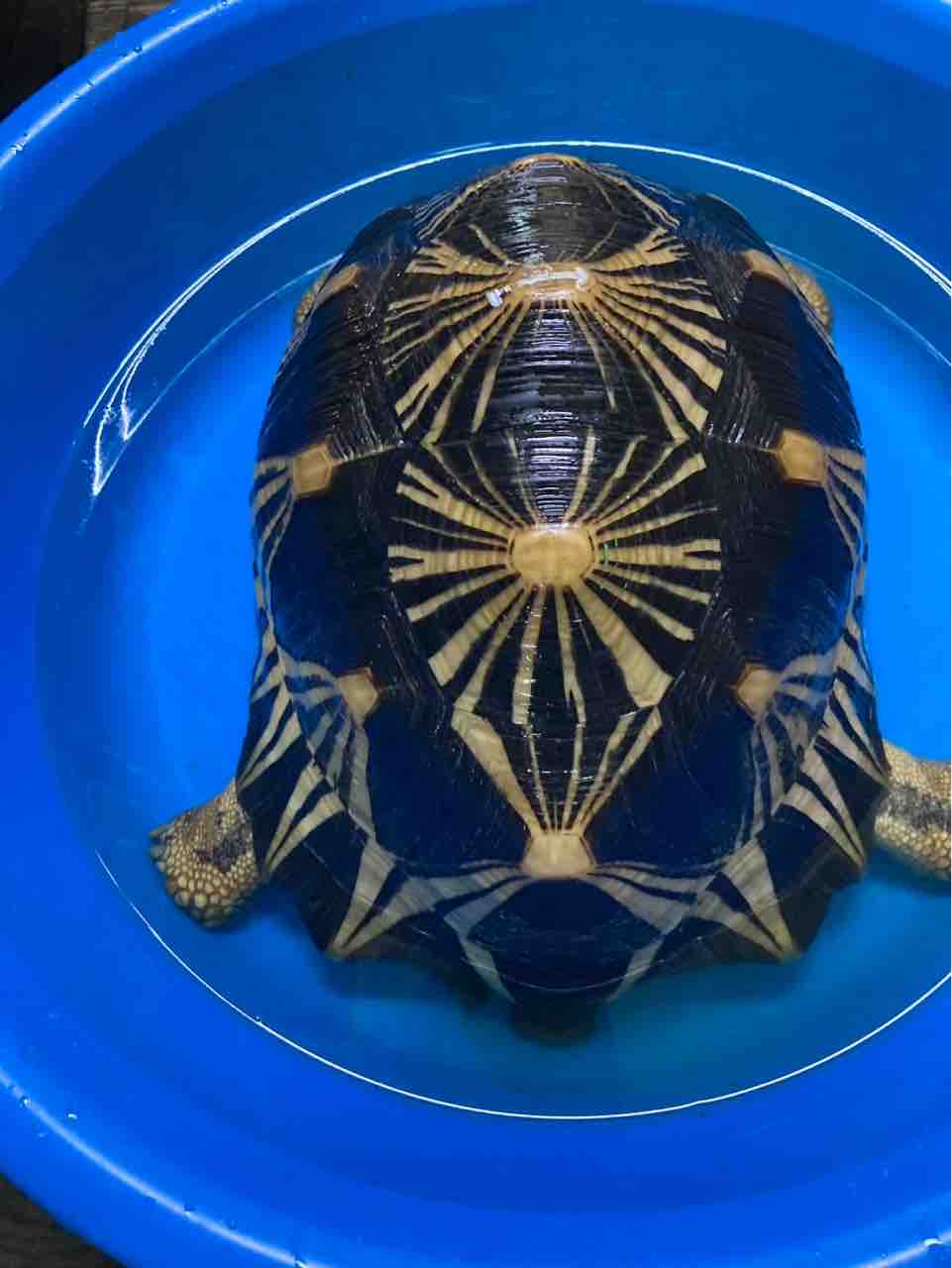 新しい新人が入荷しました30センチ♂中々綺麗です… : 大型熱帯魚屋 ZEEBRA