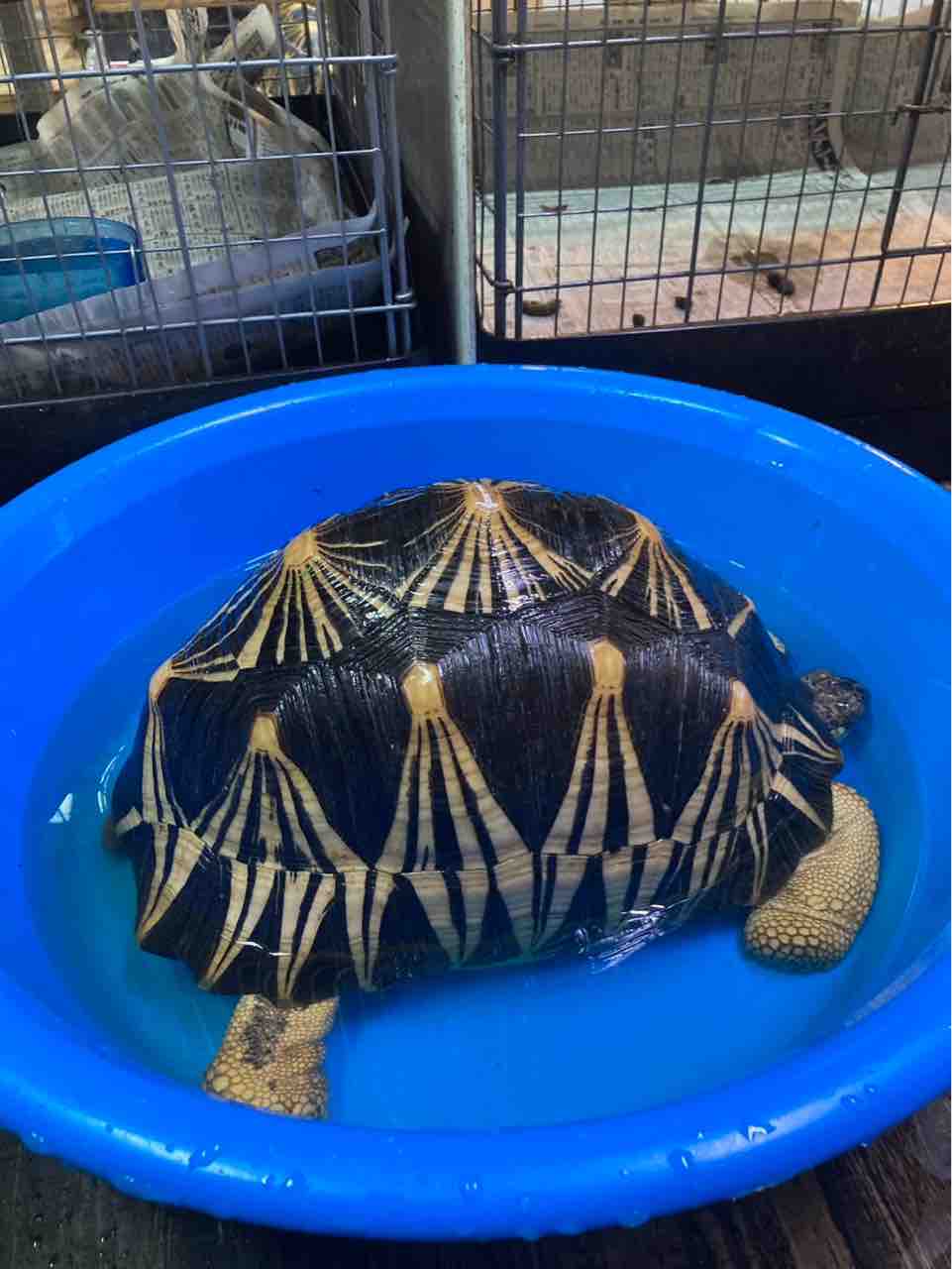 新しい新人が入荷しました30センチ♂中々綺麗です… : 大型熱帯魚屋 ZEEBRA