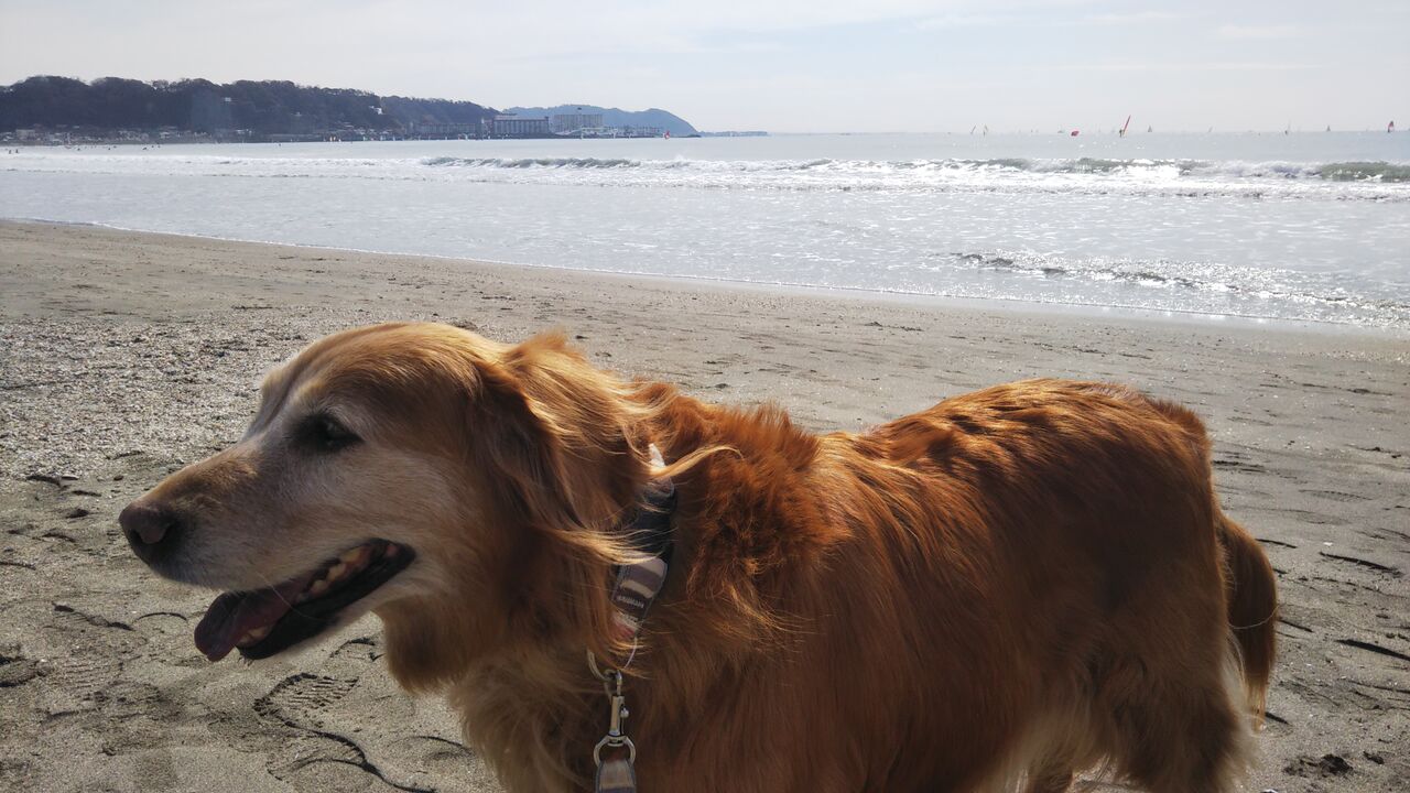 さくら : 山と短歌が好きなちょっと変わった税理士の「つれづれ日記」